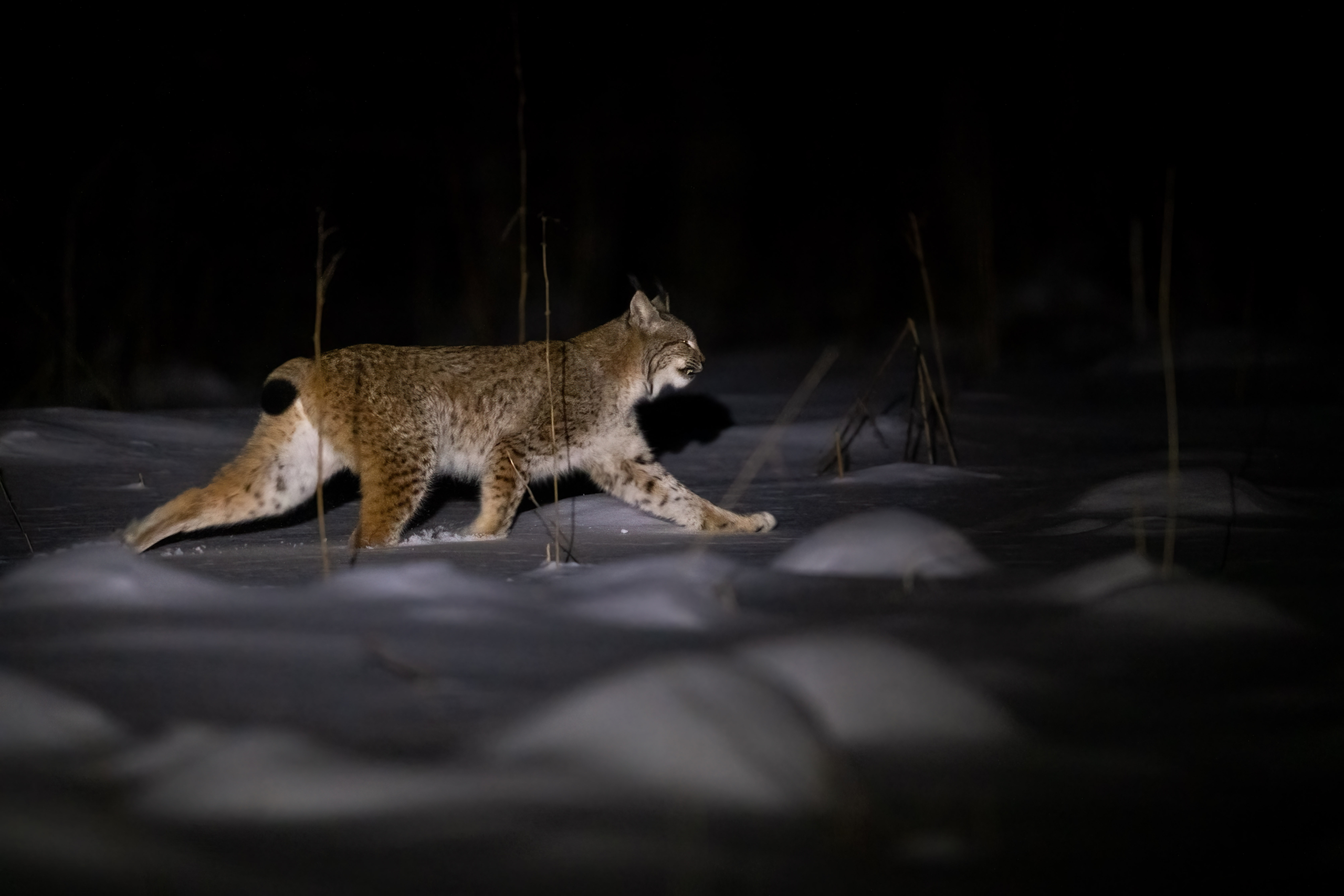 Mammal tour to Estonia: in the footsteps of the lynx I